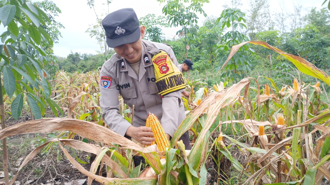 Panen Jagung Wujud Dukungan Nyata Ketahanan Pangan Warga